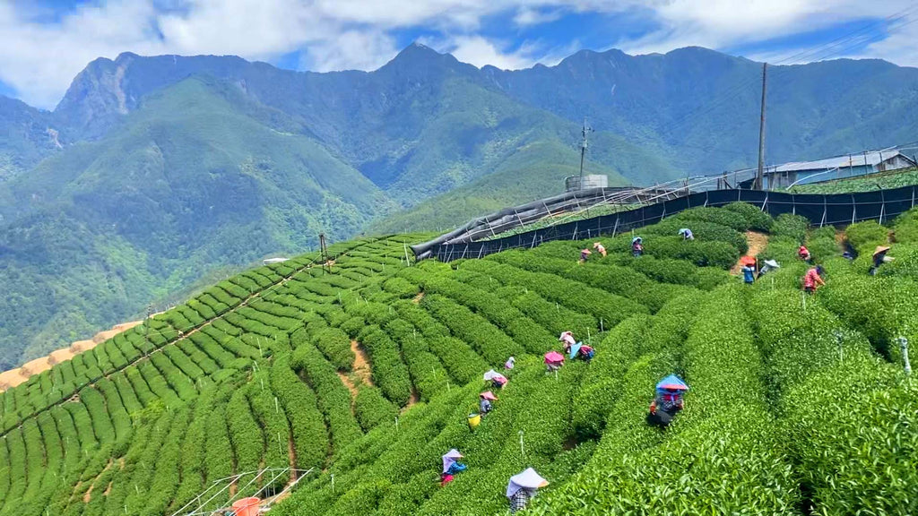 Bolaven Plateau Oolong: The Ancient Tea of Laos That's Transforming Gl ...